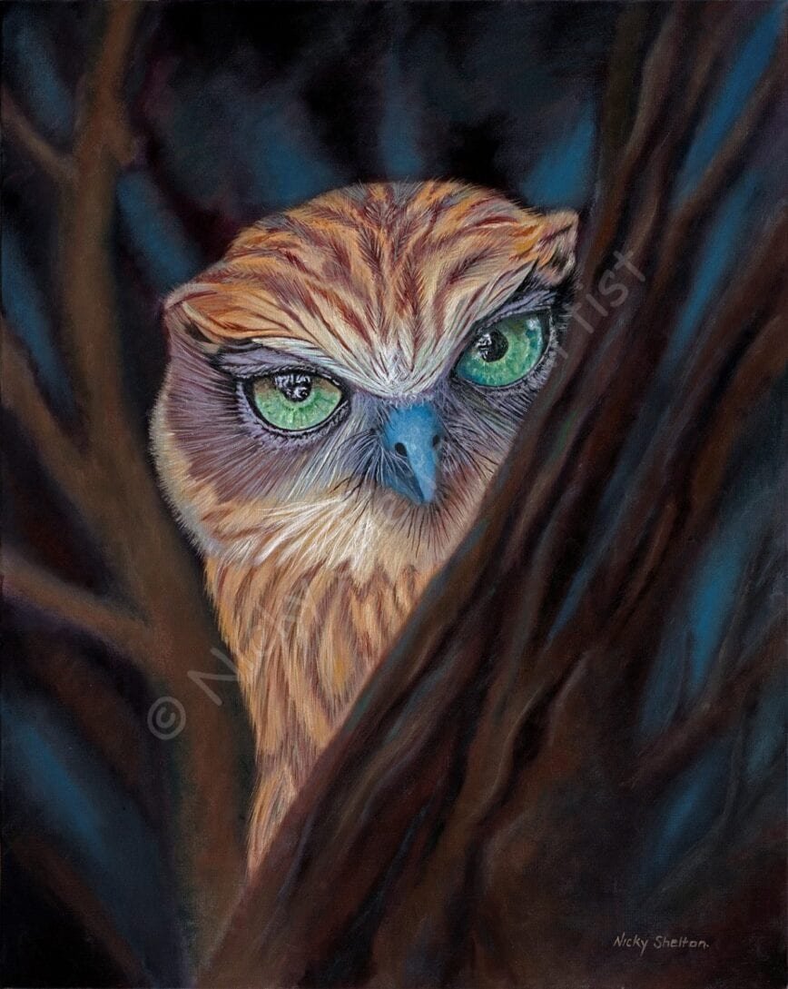 Peek A Boobook - Southern Boobook Owl painted in oils by Nicky Shelton.