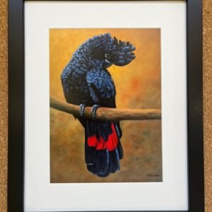 Jacko - Male Red-tailed Black Cockatoo painted in oils by Australian ...