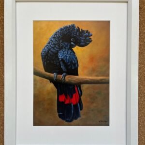Jacko - Male Red-tailed Black Cockatoo painted in oils by Australian ...