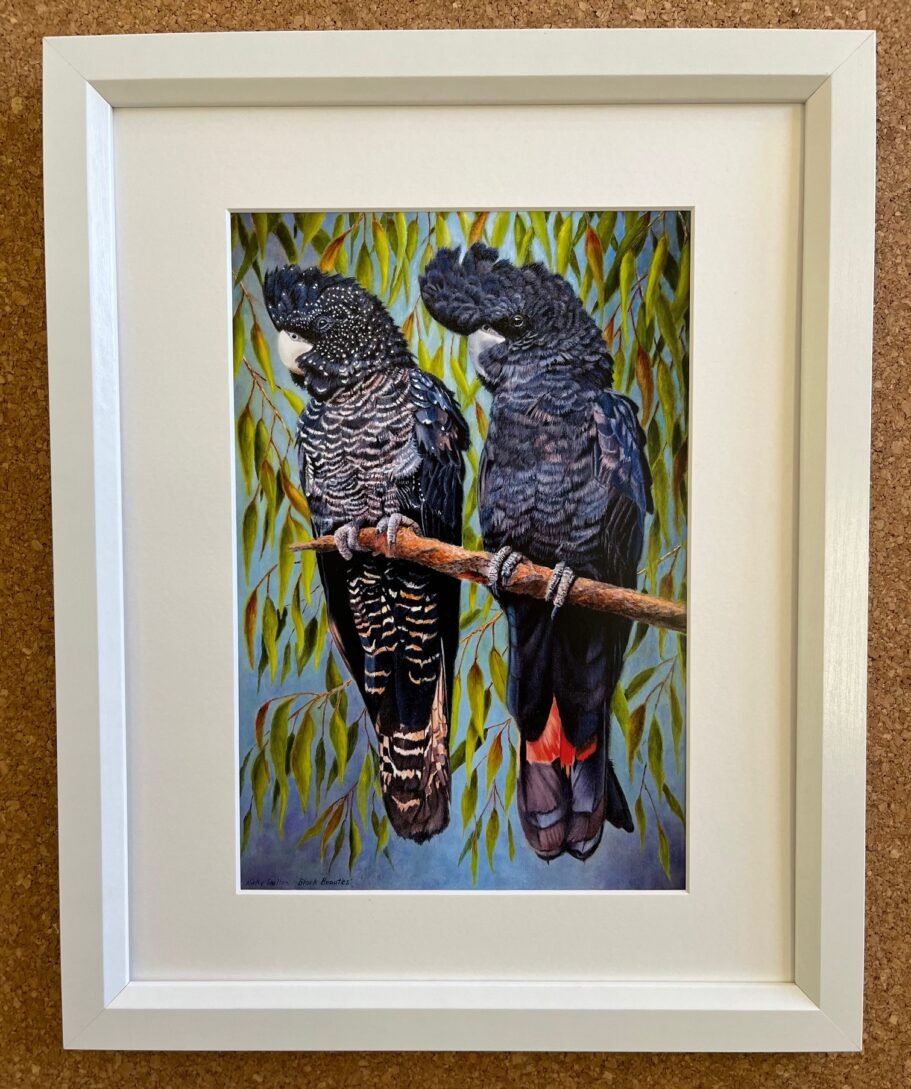 Black Beauties Red-tailed Black Cockatoos painted in oils by Australian ...